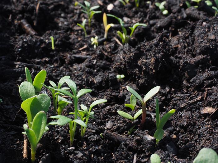 Type de sol et qualité de la terre au potager - La Débrouille